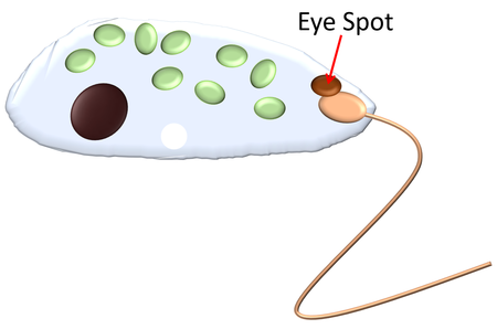 Eyespot - Key Stage Wiki