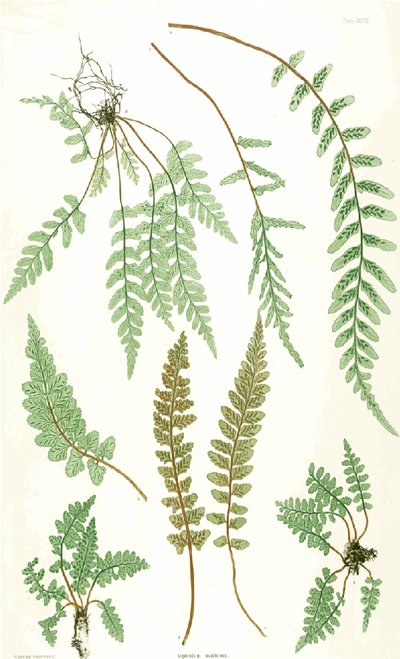 Fern - Key Stage Wiki