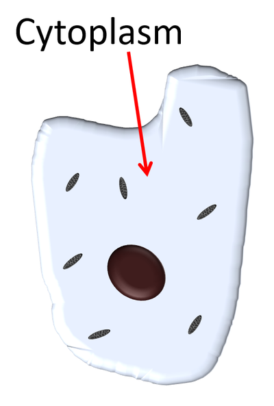 Cytoplasm - Key Stage Wiki