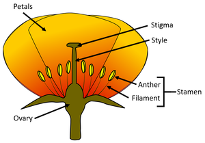 Reproductive System - Key Stage Wiki