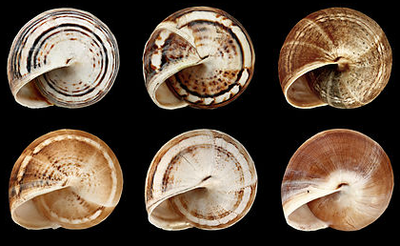 Variation - Key Stage Wiki