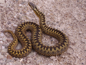 Undomesticated Animals - Key Stage Wiki