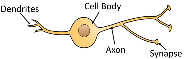 Relay Neuron - Key Stage Wiki
