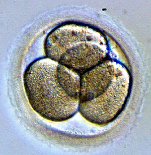 Embryo - Key Stage Wiki