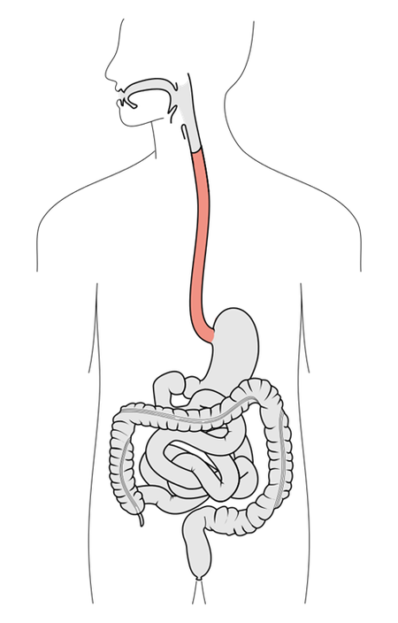 Oesophagus - Key Stage Wiki