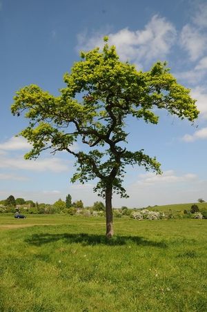 Oak - Key Stage Wiki