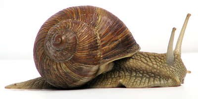 Invertebrate - Key Stage Wiki