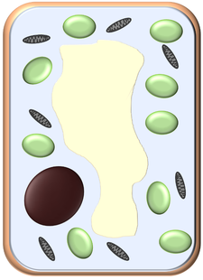 Chloroplast - Key Stage Wiki