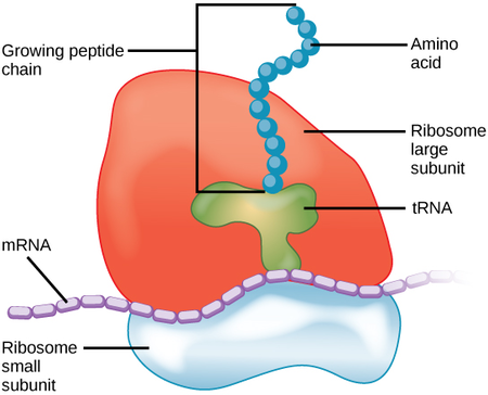Ribosome - Key Stage Wiki