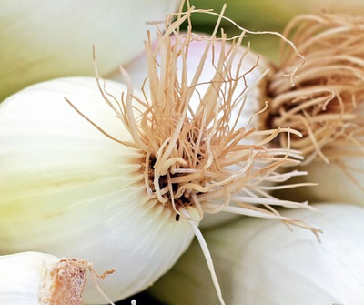 Bulb (Biology) - Key Stage Wiki