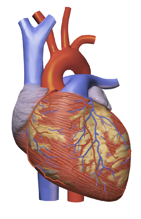 Heart - Key Stage Wiki
