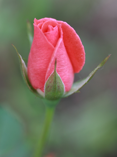 Flowering Plants - Key Stage Wiki