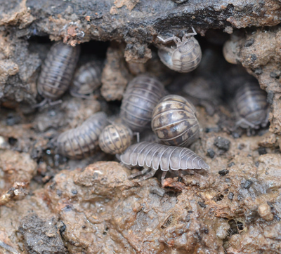 Micro-Habitats - Key Stage Wiki