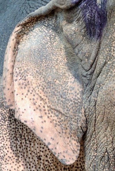 Ears - Key Stage Wiki