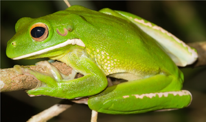 Offspring - Key Stage Wiki