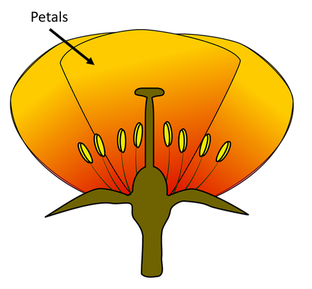 Petal - Key Stage Wiki