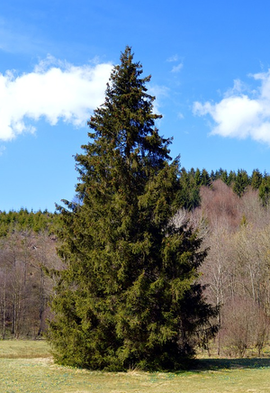 Plant - Key Stage Wiki