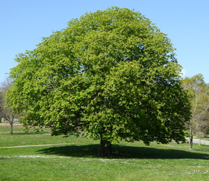 Deciduous - Key Stage Wiki