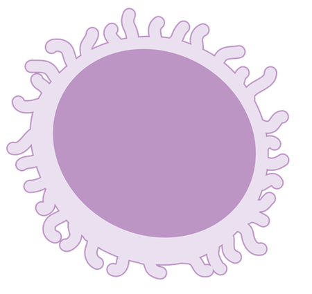 Lymphocyte - Key Stage Wiki