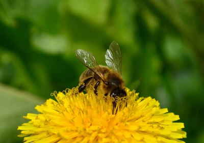 Pollination - Key Stage Wiki