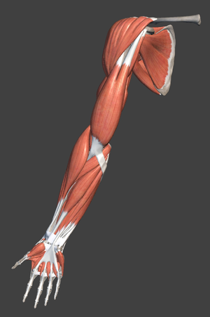 Muscular System - Key Stage Wiki